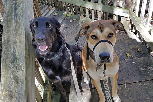 Premier Dog Boarding in Elizabethtown PA | Playful Pups Retreat