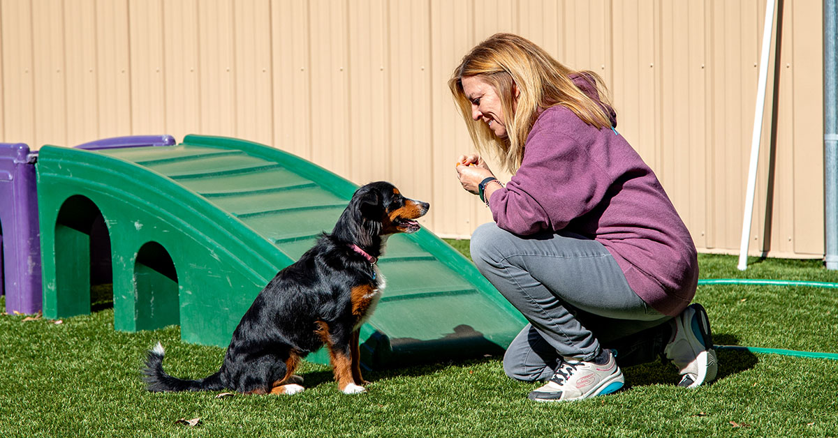 D=Distractions Why are Distractions Important in Training Your Pup ...
