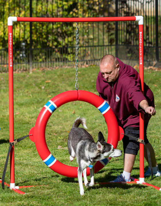 Stay and Train Program - Playful Pups Retreat