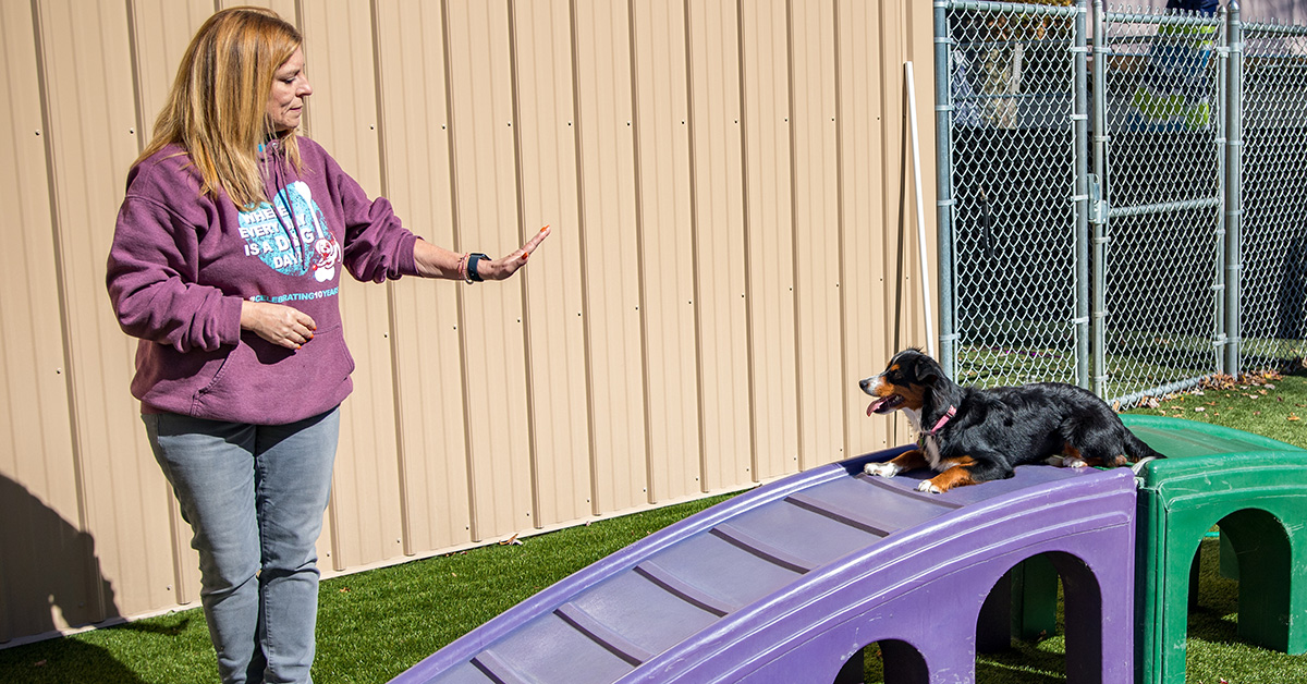 Top 10 Dog Training Fundamentals to Remember - Playful Pups Retreat