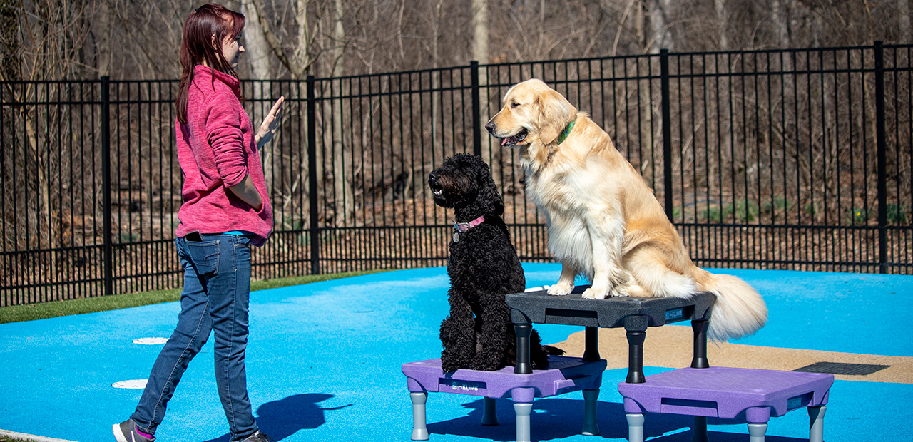 The Evolution of Doggie Daycare: Why Enrichment is Amazing for Our ...