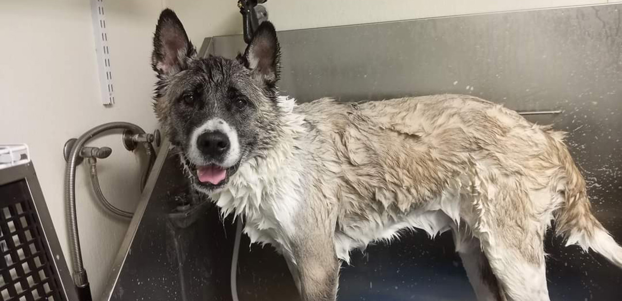 Warm Weather is Coming and The Fur is Flying! - Playful Pups Retreat