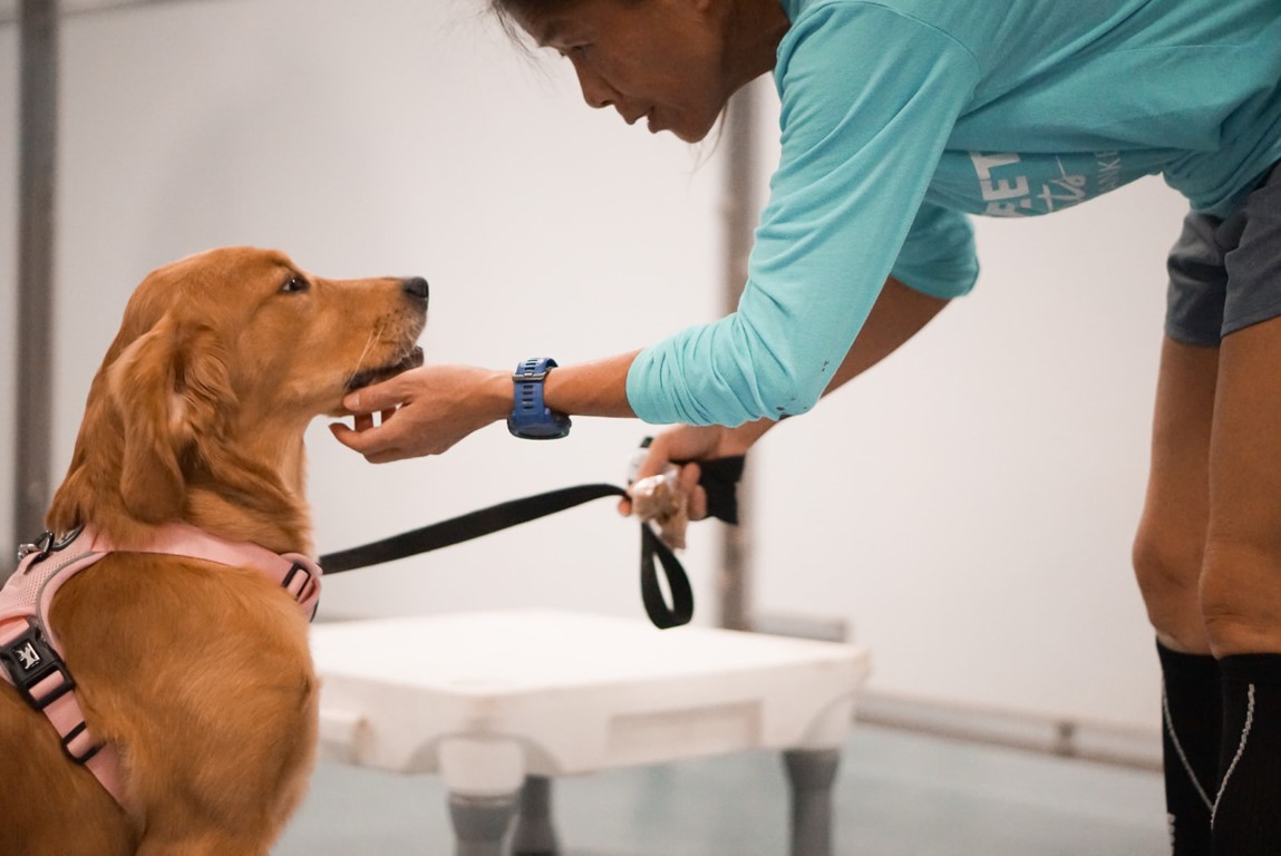 10 Benefits of Group Training Classes for Your New Puppy - Playful Pups ...