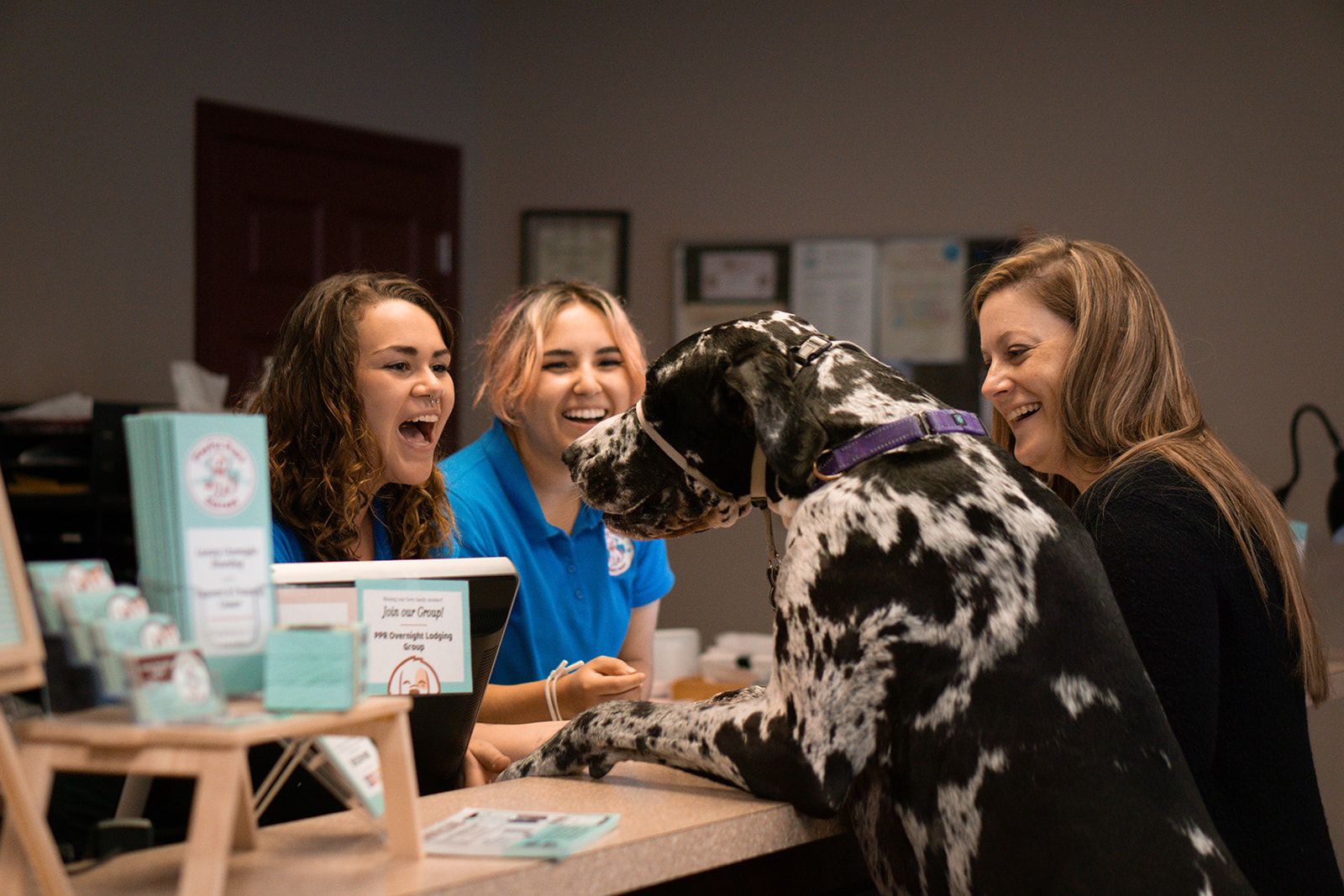 Choosing the Best Dog Care Facility - Why Staff Training Matters ...