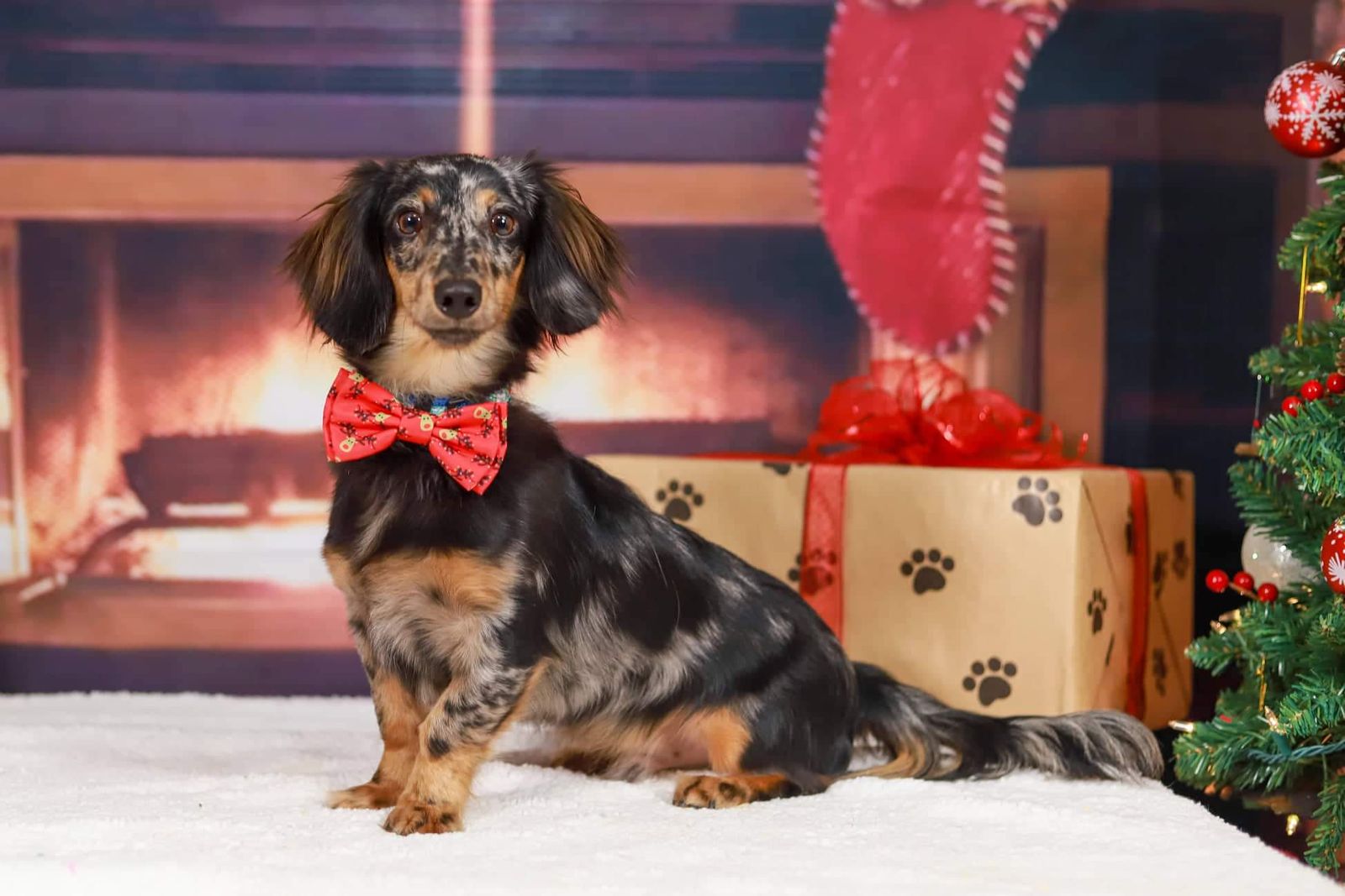 Preparing for Your Dog’s Holiday Stay: A Complete Guide to Overnight ...